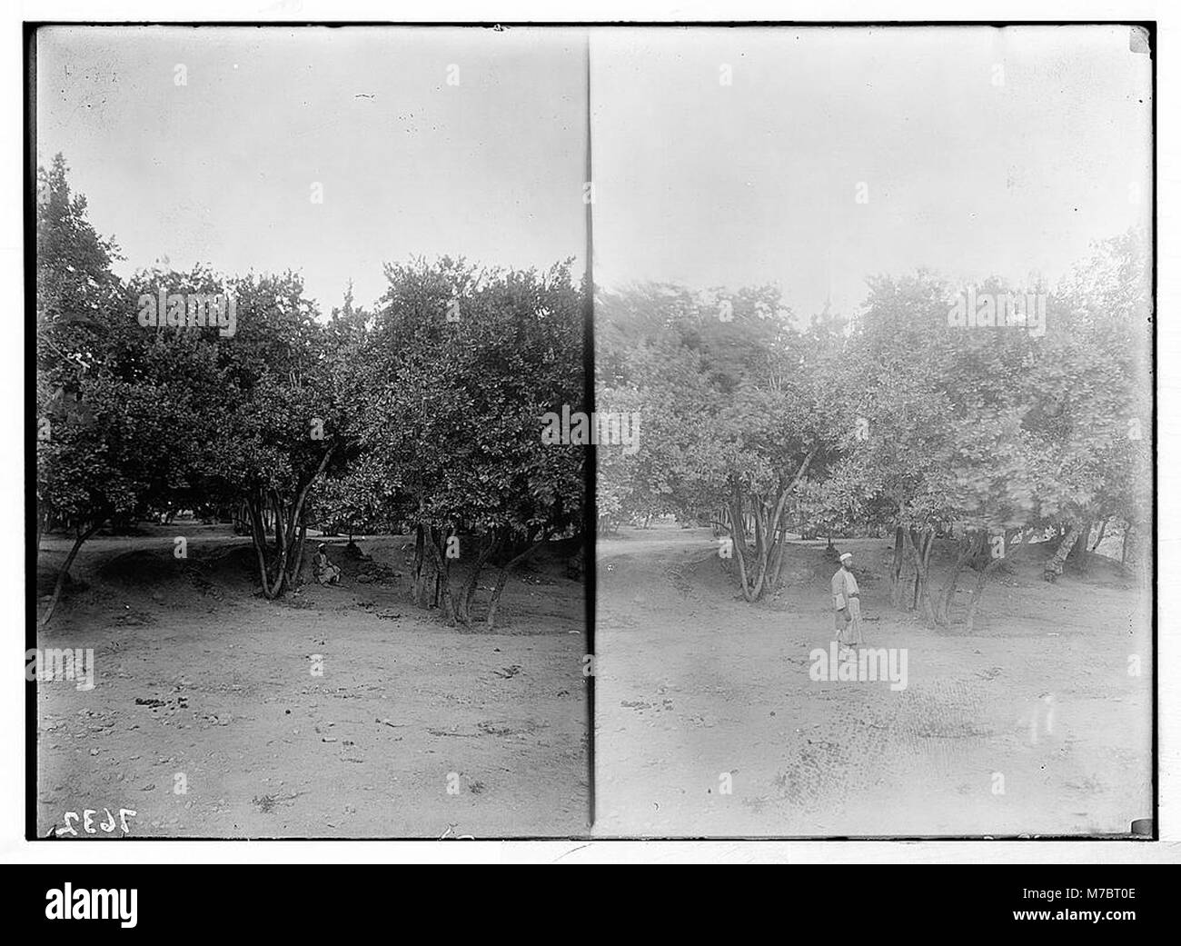 The image shows a grove of daphne trees, known for their aromatic ...