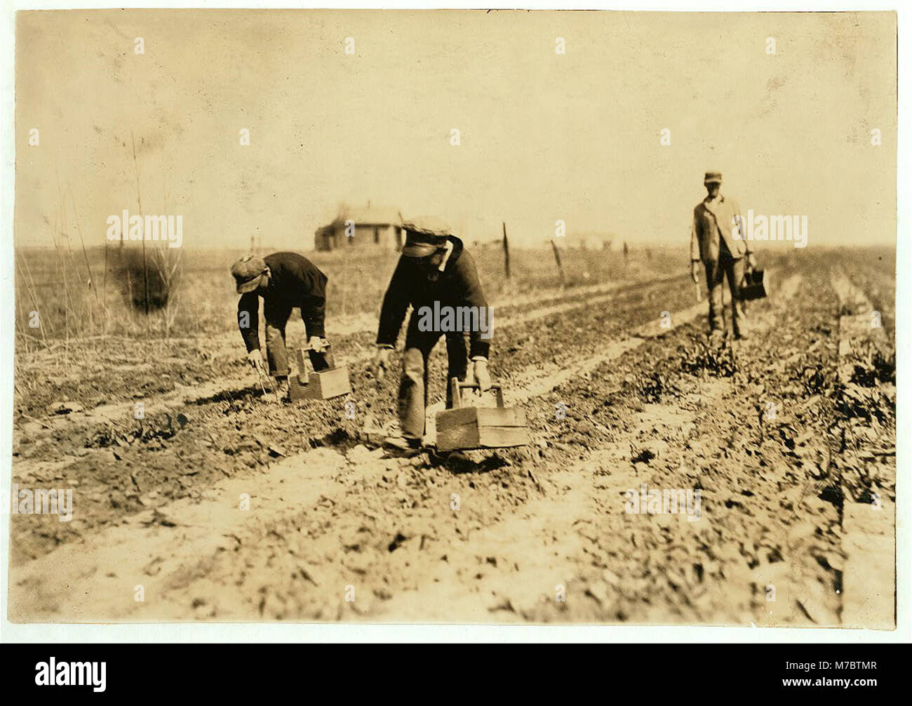 A photograph showing 13- and 14-year-old boys harvesting asparagus on a ...