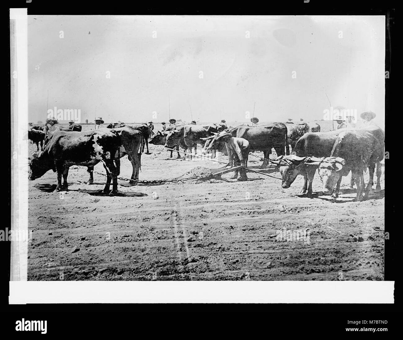 Sugarcane farming techniques hi-res stock photography and images - Alamy
