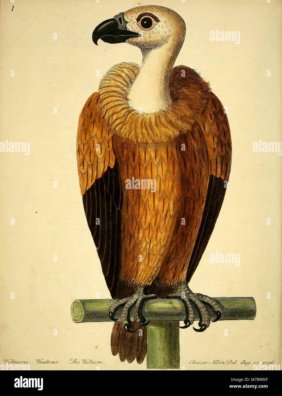 This work, 'A Natural History of Birds,' was published in 1731 and ...