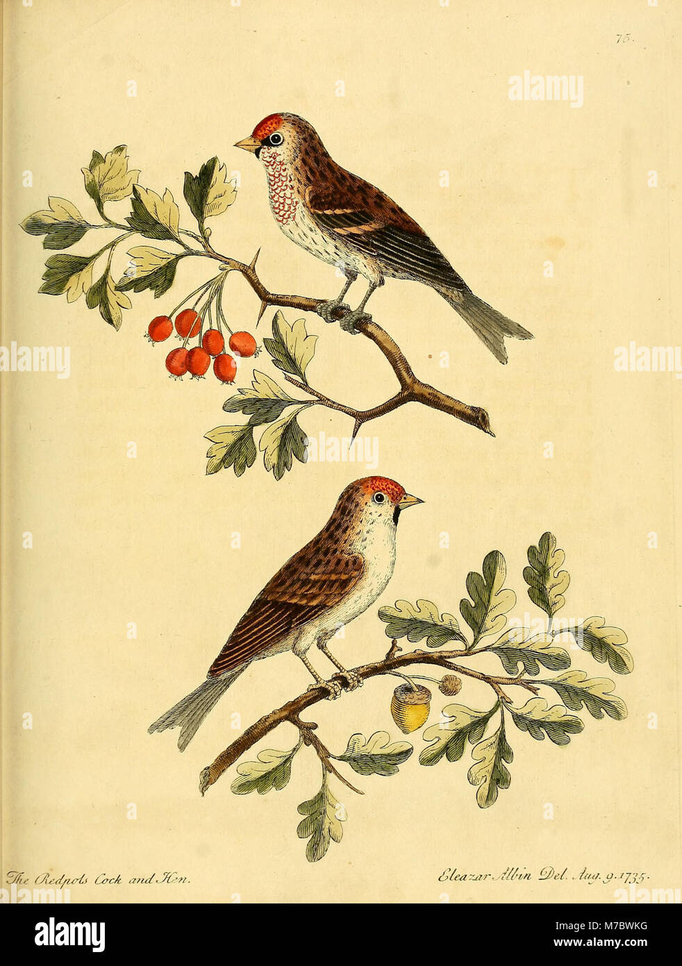 A natural history of birds - illustrated with a hundred and one copper ...