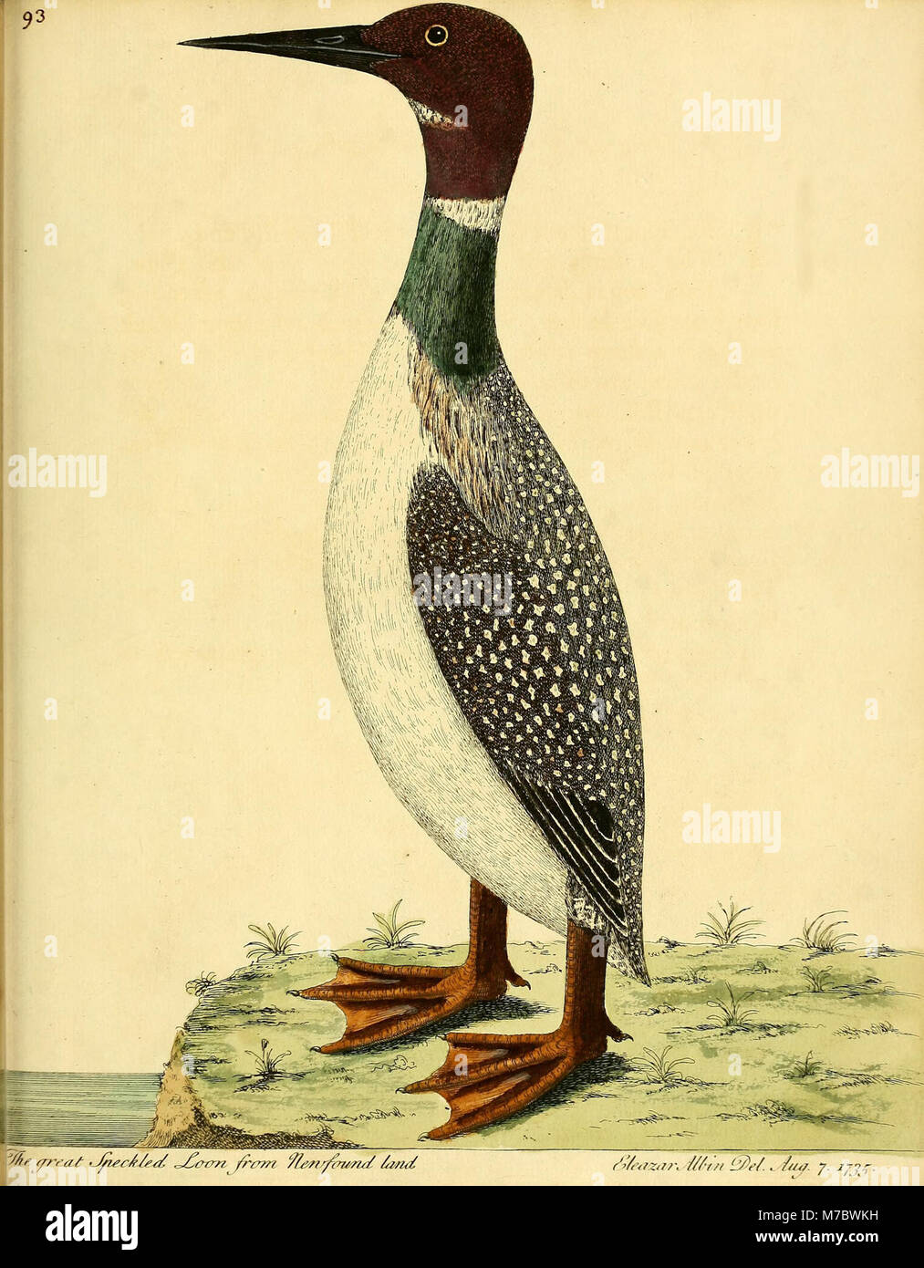 An ornithological work from 1731 featuring detailed engravings of ...