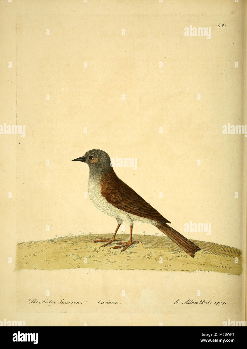 An illustrated book titled *A Natural History of Birds*, published in ...