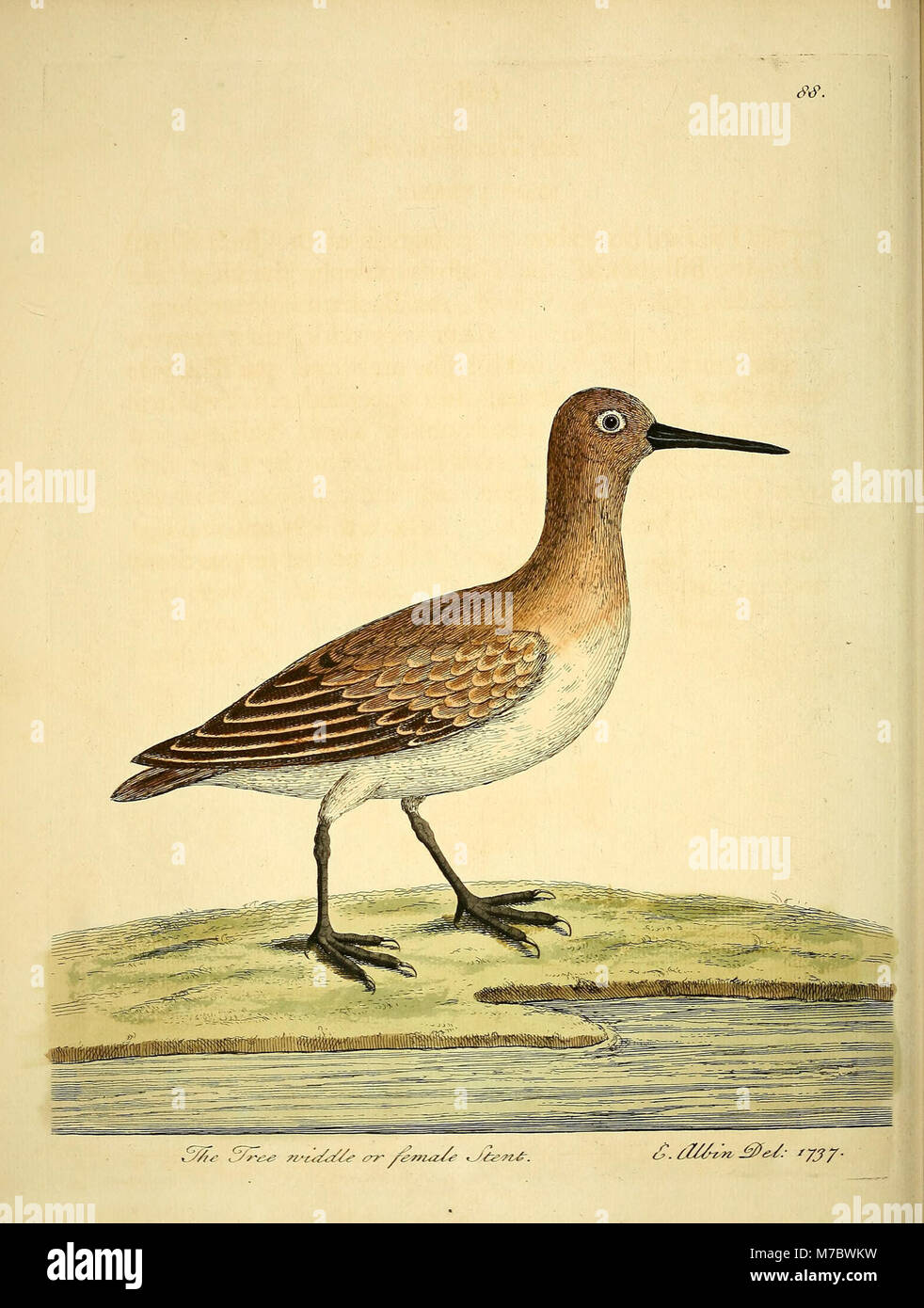 This 1731 work, 'A Natural History of Birds,' features detailed ...