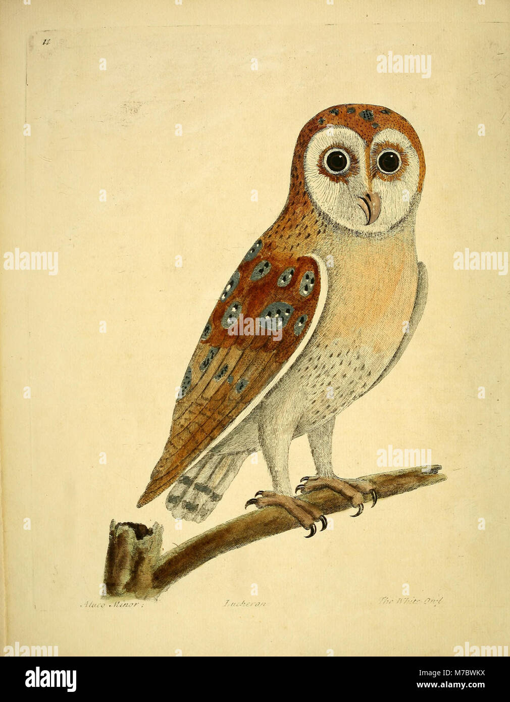 This 1731 work presents a detailed natural history of birds, featuring ...