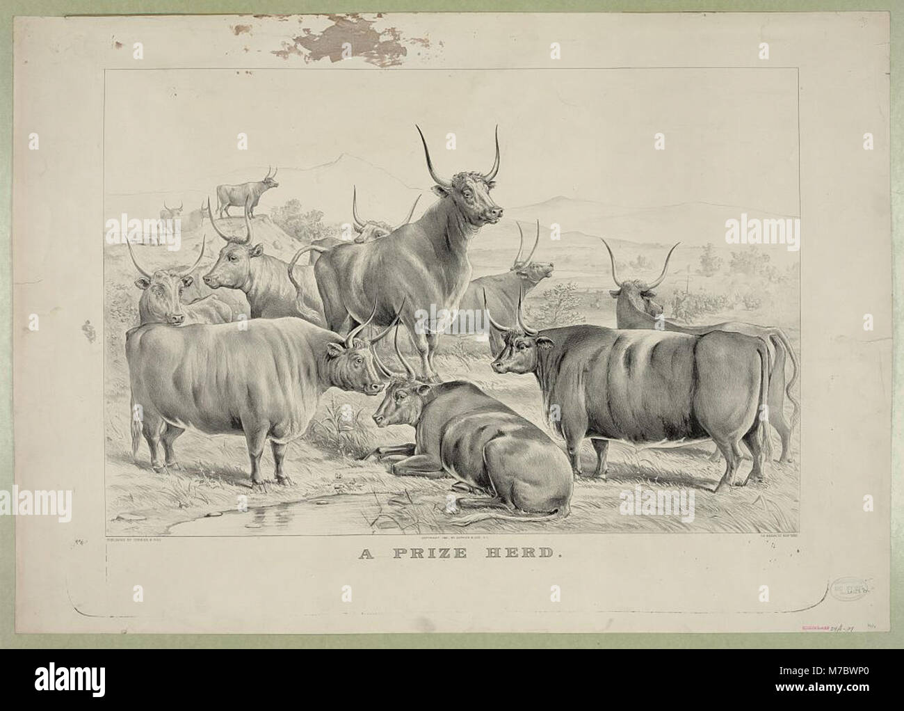 A photograph of a prized herd of livestock, known for its superior ...