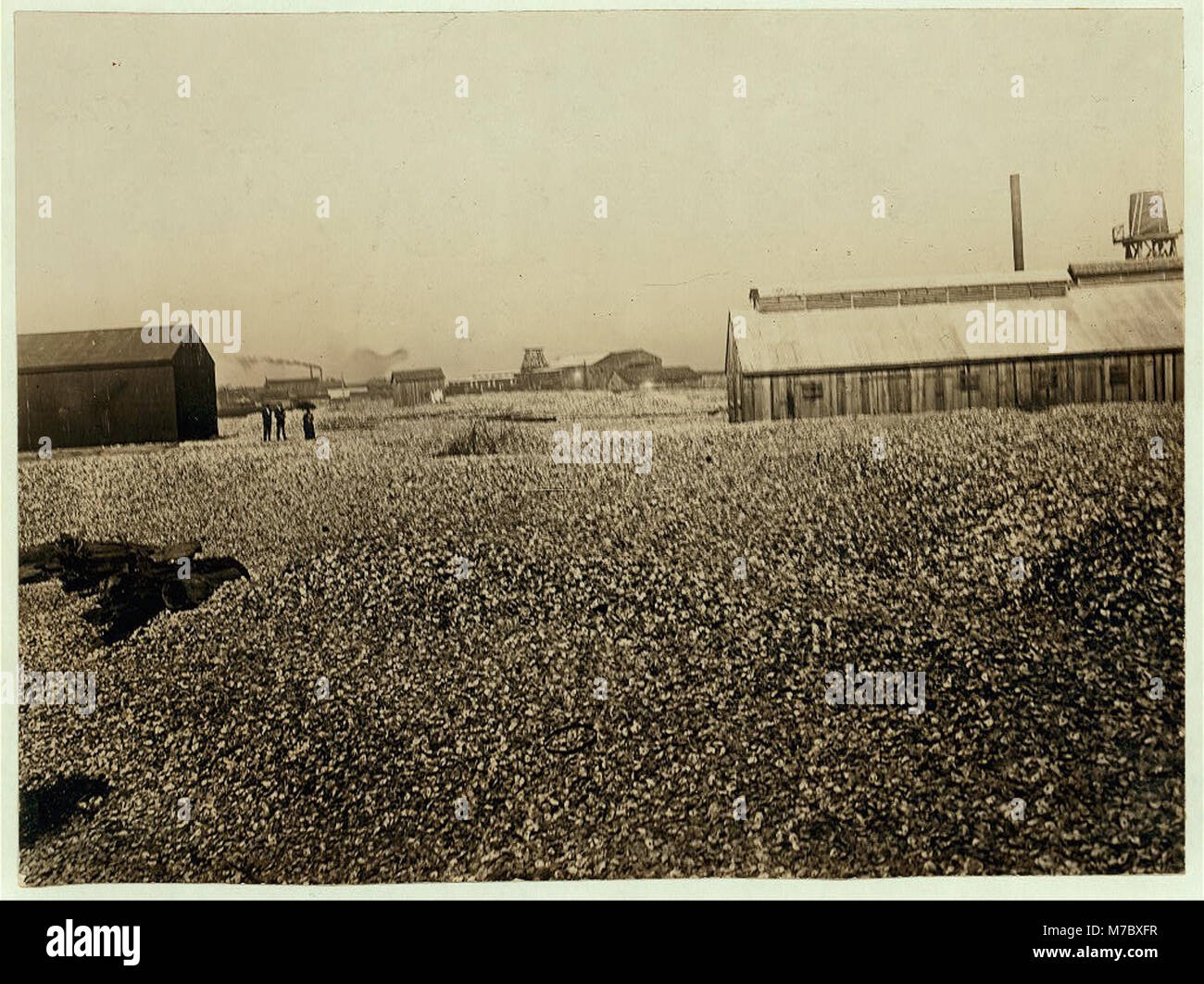 15 shells hi-res stock photography and images - Alamy