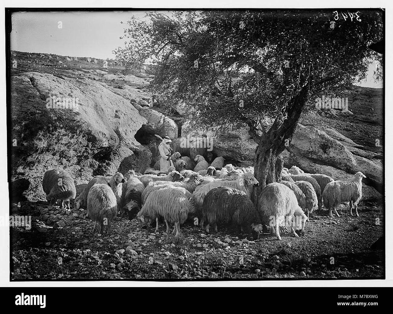 Image depicting a shepherd scene with a natural sheep-cote, surrounded ...