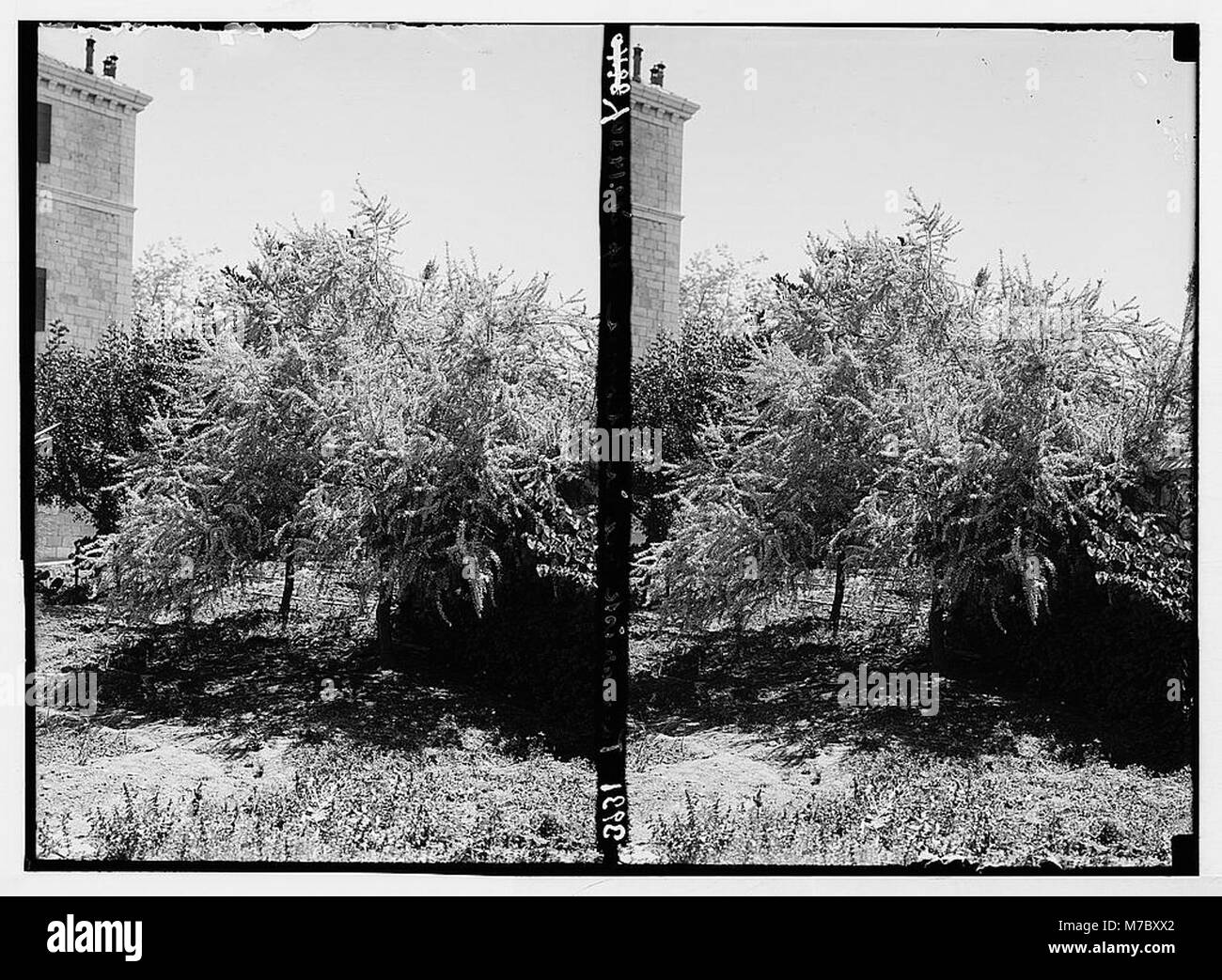 The tamarisk tree, in full bloom, is a common sight along the Jordan ...