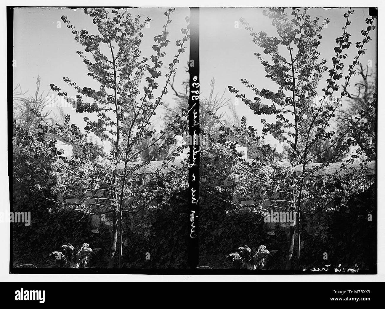 Parts of the tree Black and White Stock Photos & Images - Alamy