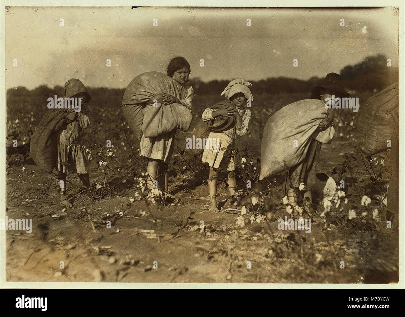 Cotton picking texas hi-res stock photography and images - Alamy