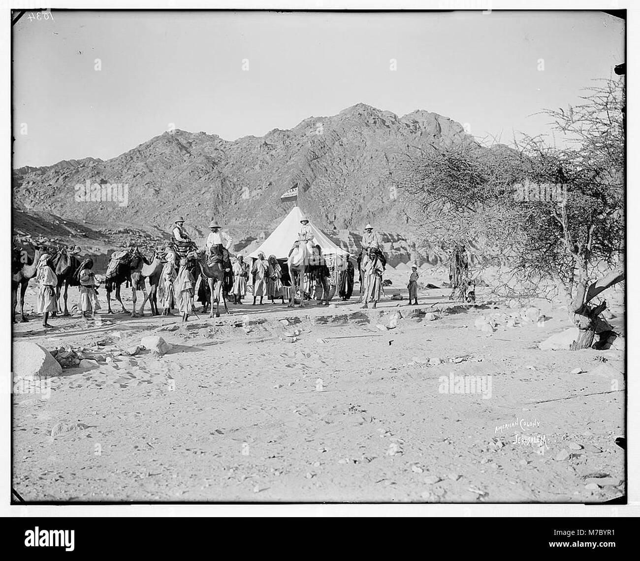 American camel Black and White Stock Photos & Images - Alamy