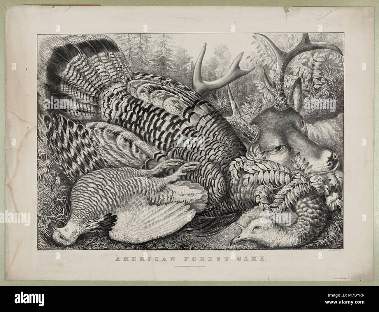 Photograph illustrating American forest game species, showcasing ...