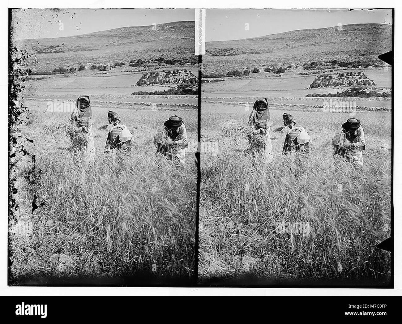 A depiction of Arab agriculture, illustrating the farming methods ...