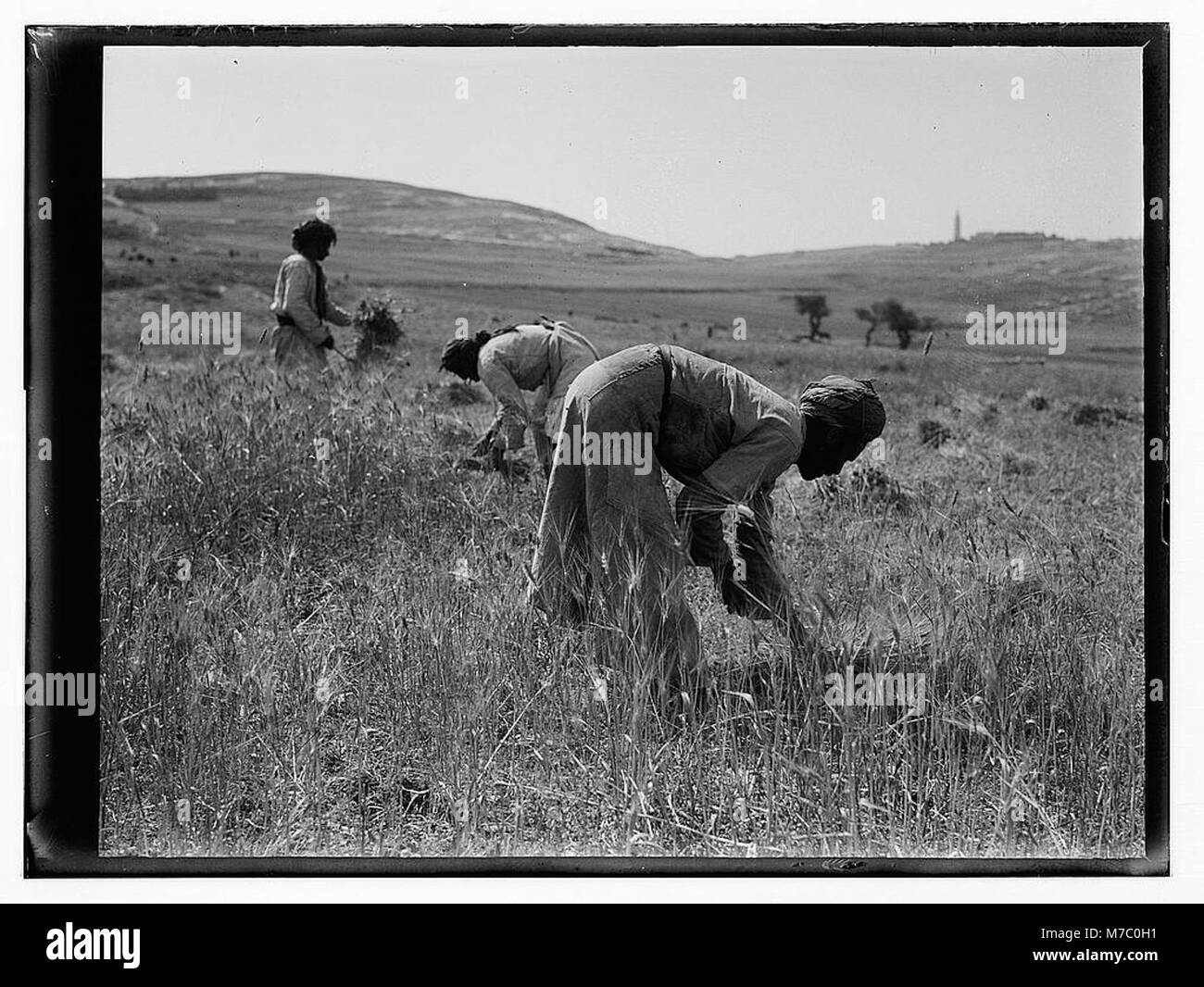 This image depicts Arab peasants during the harvest season, showcasing ...