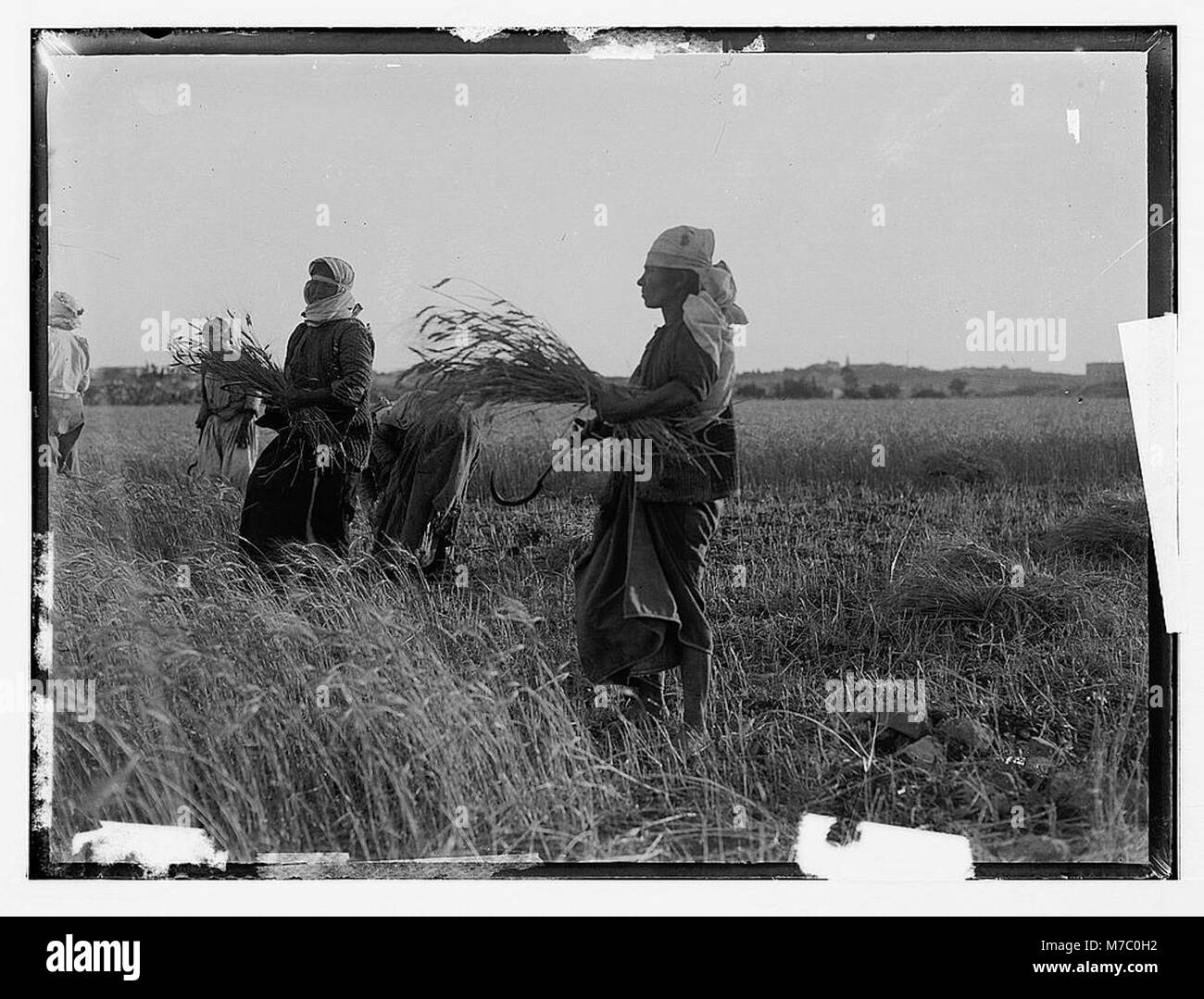 Arab Peasants. Reaping scenes. Mt. of Olives in background LOC matpc ...