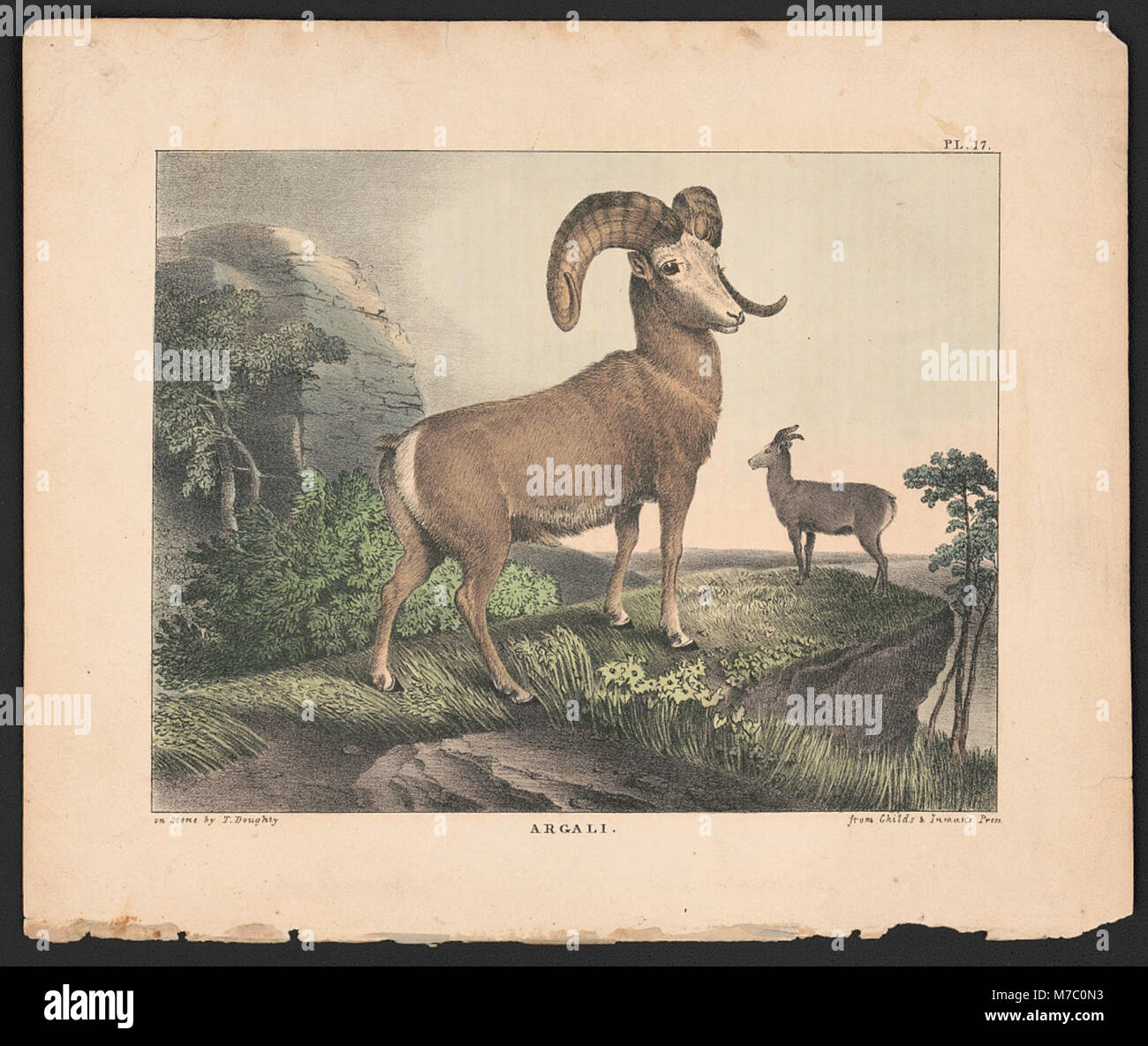 This artwork, titled 'Argali', depicts the wild sheep species, argali ...