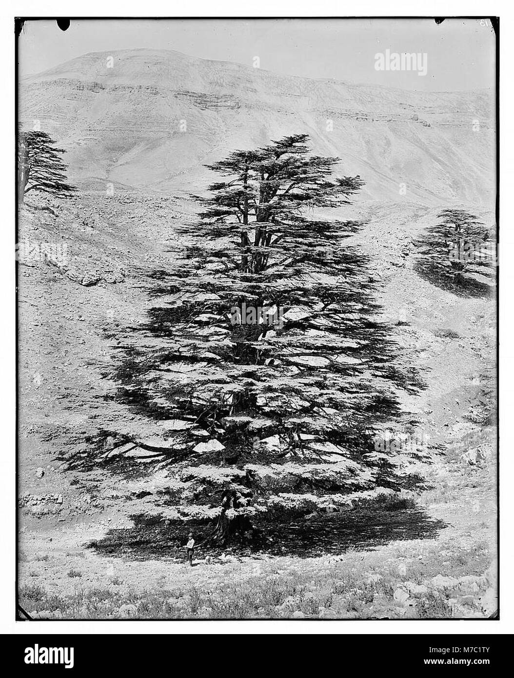 This photograph shows Baalbek (ancient Heliopolis) and the Cedars of ...