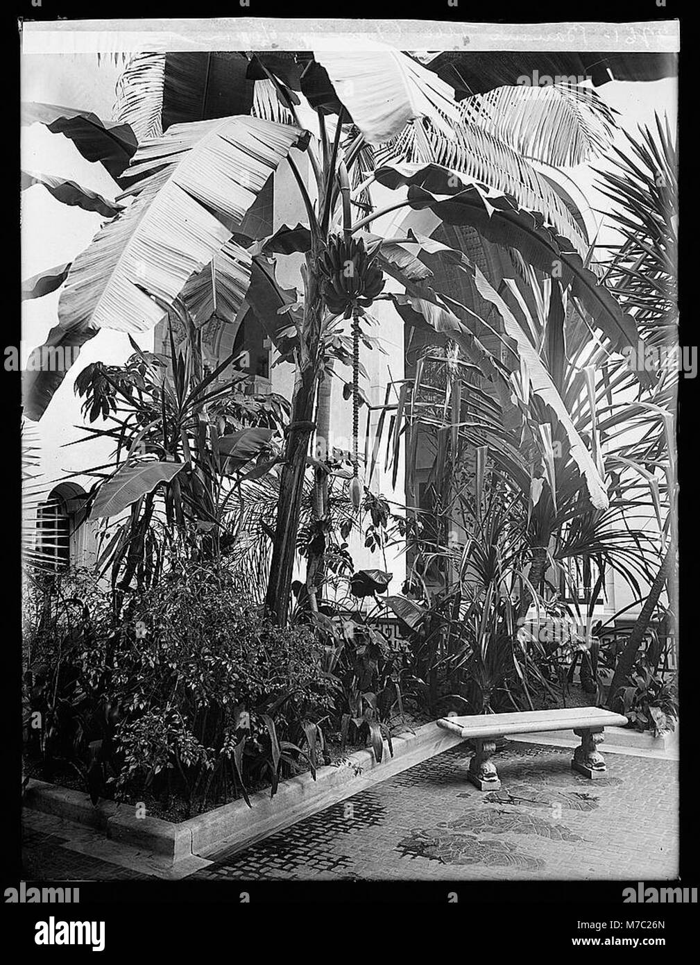 A photograph of a banana tree located at the Pan American Union in ...