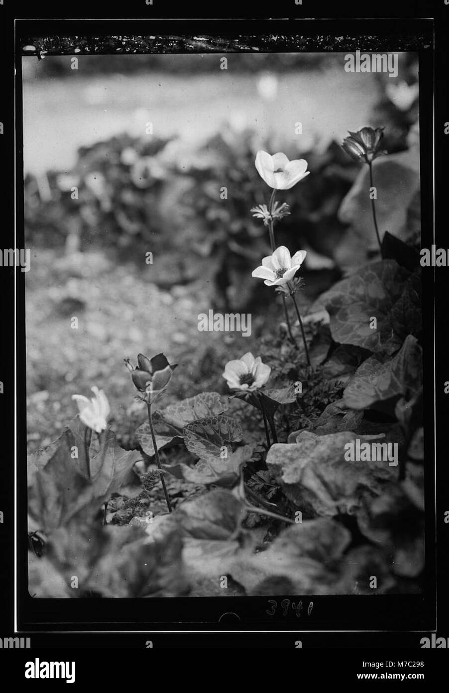 A botanical image showing various shades of anemones, ranging from ...