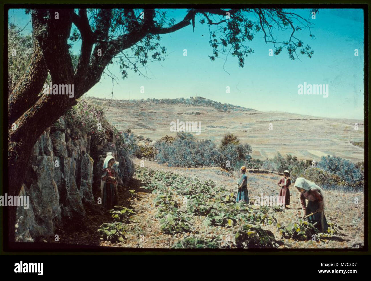 A photograph of the area near Jerusalem, showing the view of Mizpah ...