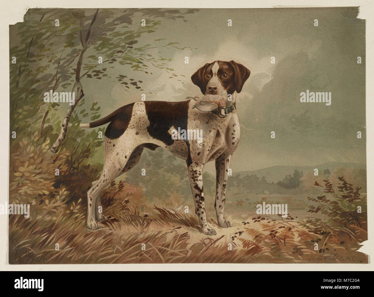 An image of a dog, captured in a moment of relaxation or play ...