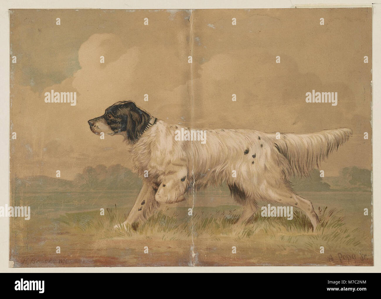 A hunting dog in a natural pose, showcasing its physical features and ...