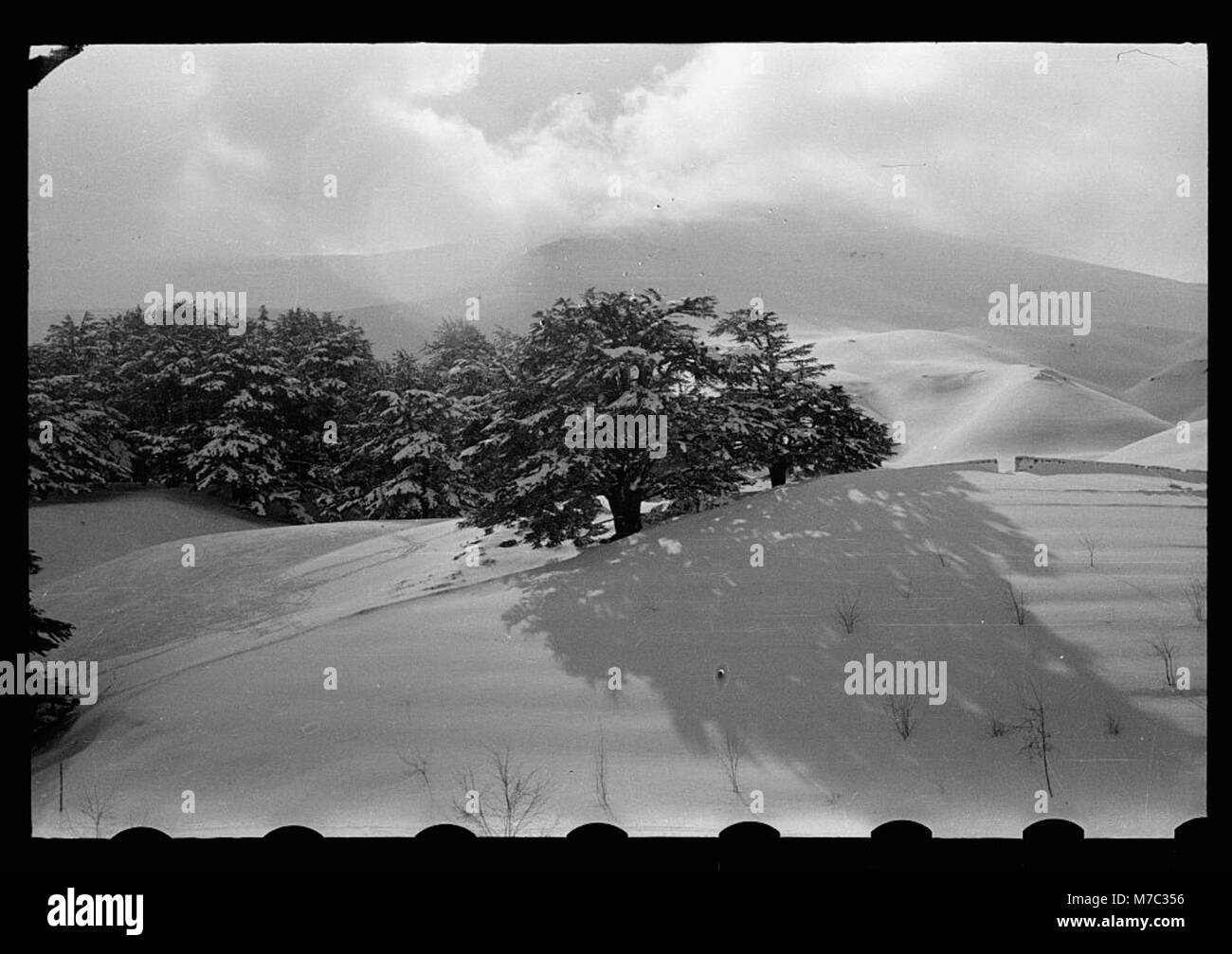 Photograph of the Cedars, with an open mountain sweep below, showcasing ...
