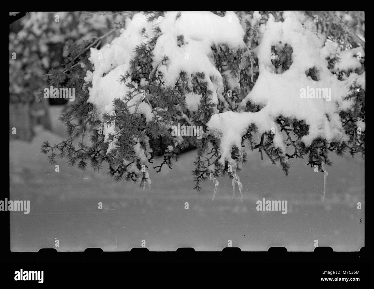 Cedars of Lebanon in snow LOC matpc.22641 Stock Photo - Alamy