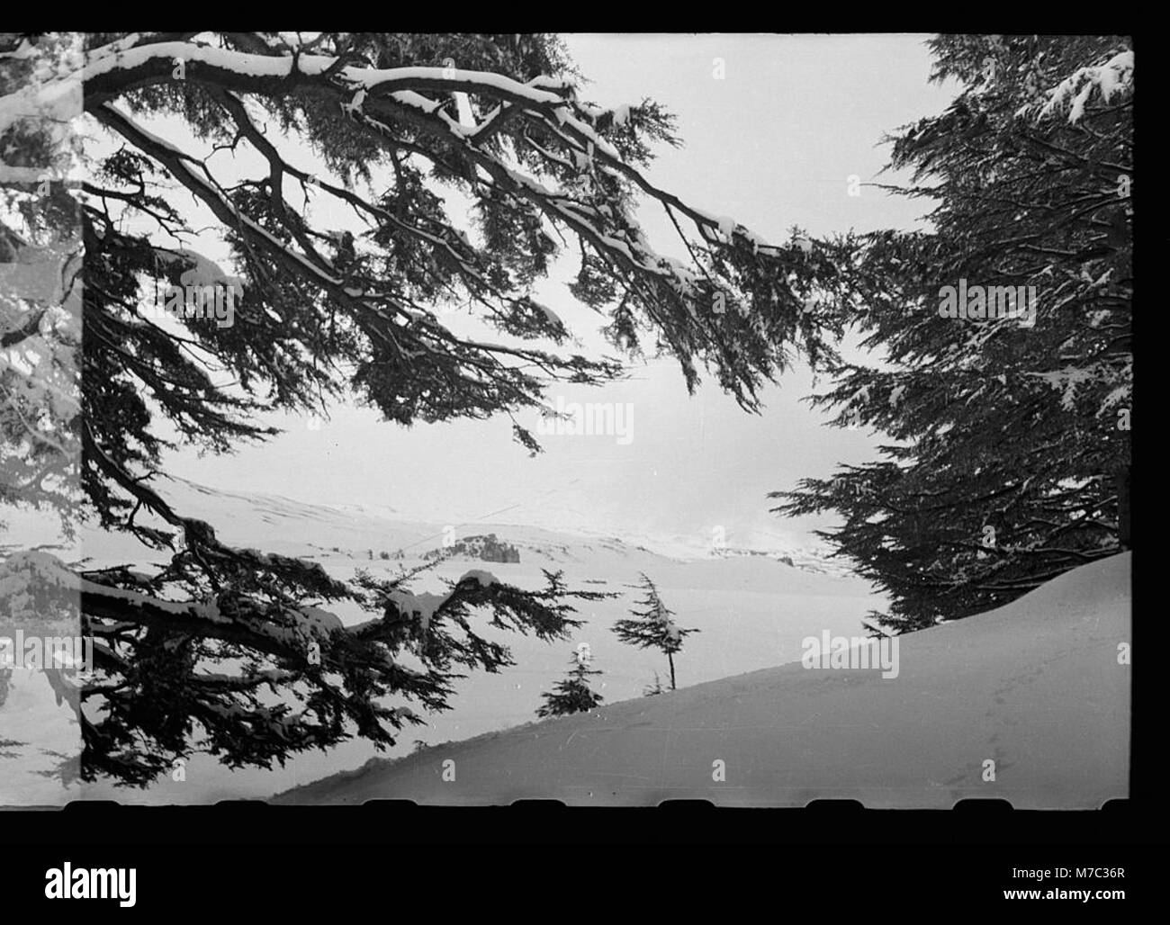 The Cedars of Lebanon, an iconic species of tree, are shown covered in ...