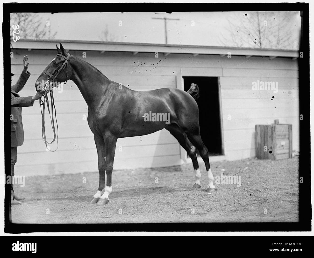A scene depicting a horse show, featuring various horses in action ...