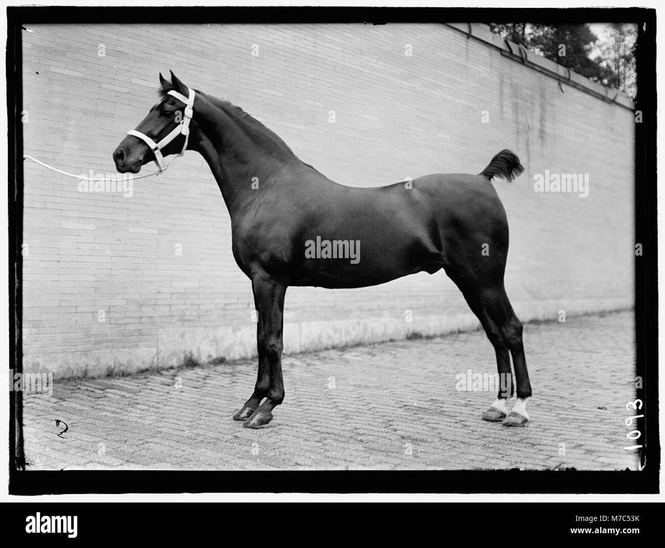 Competitive dressage Black and White Stock Photos & Images - Alamy