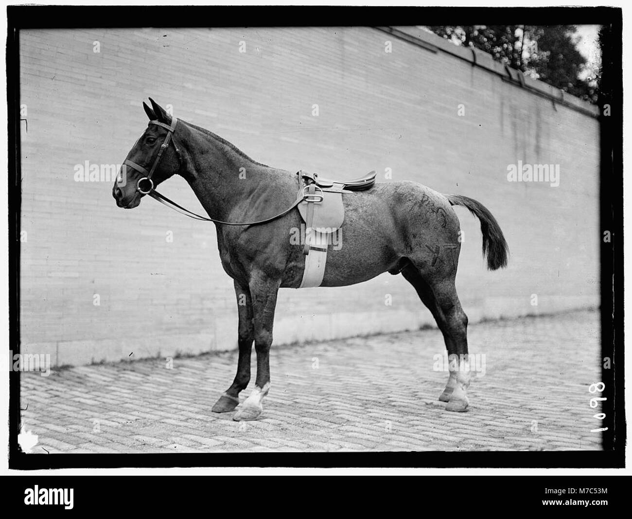 A photograph depicting horse shows, showcasing the skills of both ...