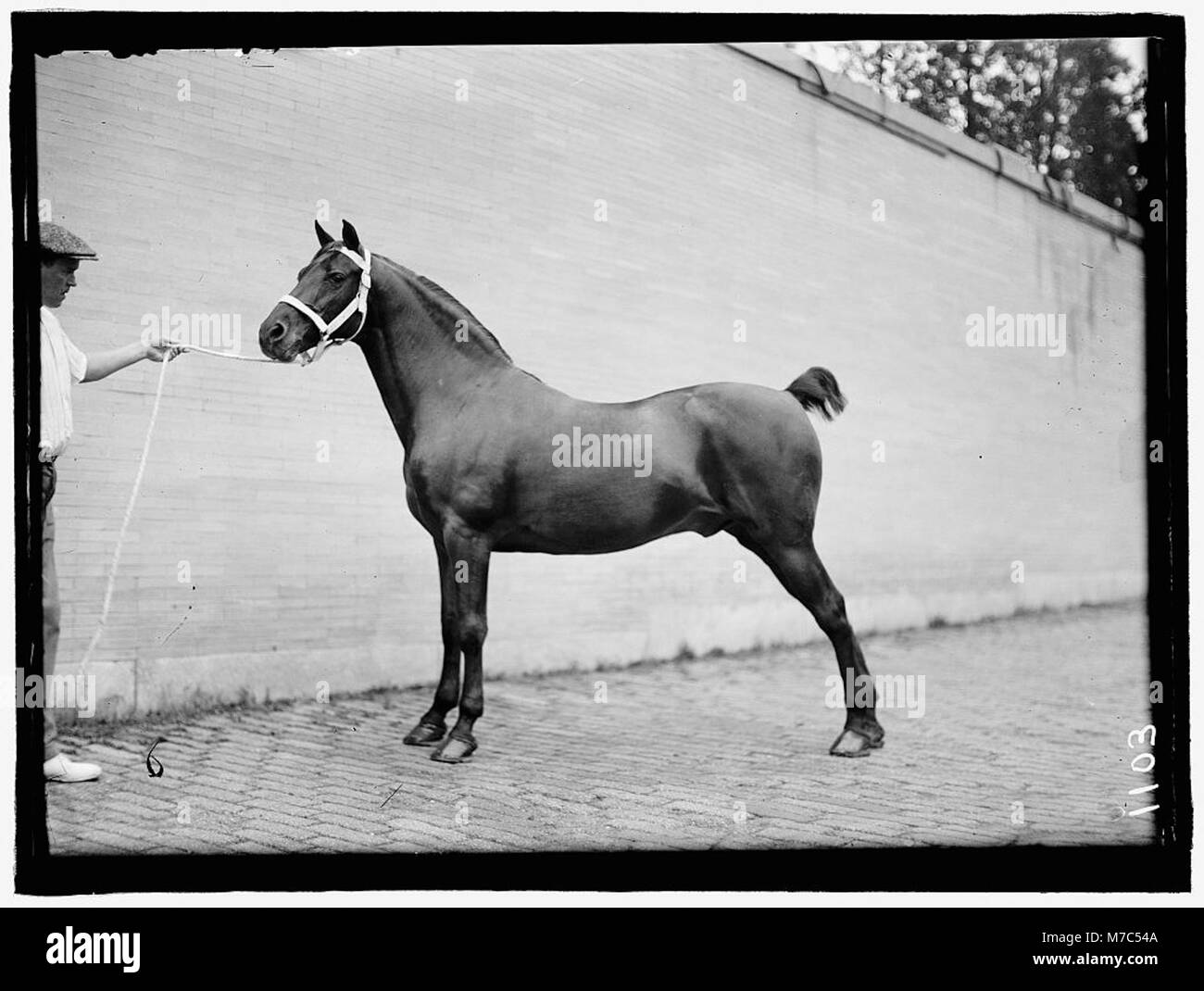 A photograph capturing a McLean horse show, depicting the competitive ...