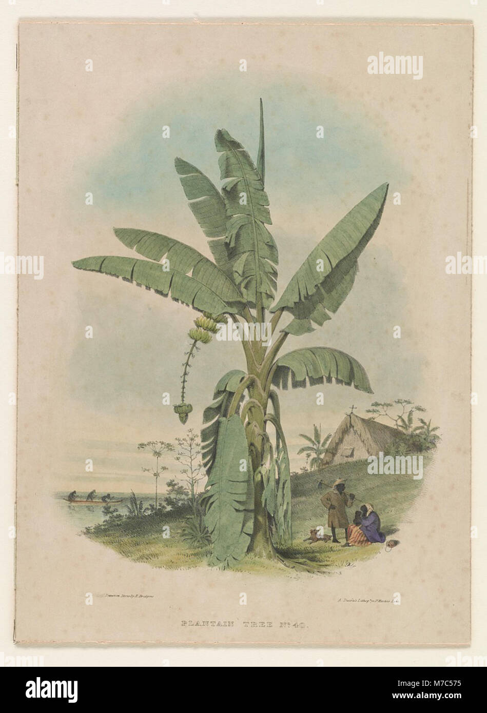 An image of a plantain tree, number 40 in a series, likely showcasing ...