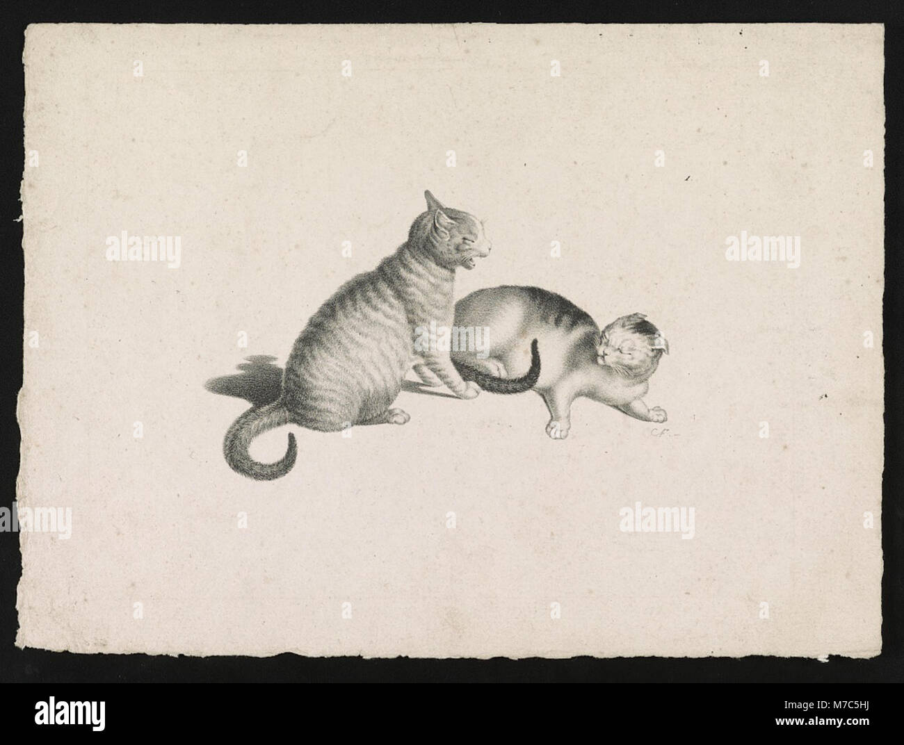 Domestic cats fighting hi-res stock photography and images - Alamy