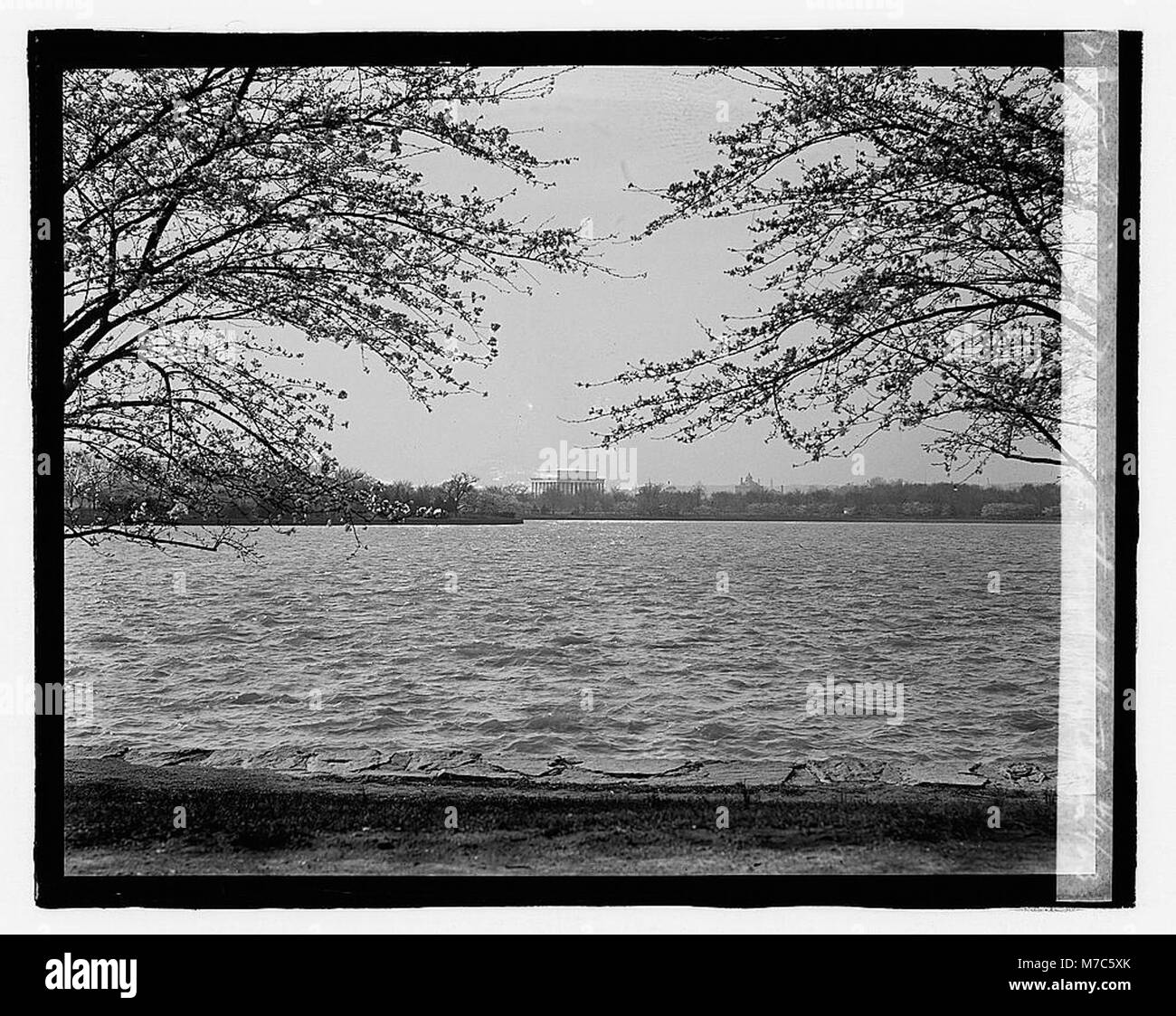 A photograph of the Lincoln Memorial framed by blooming cherry trees ...