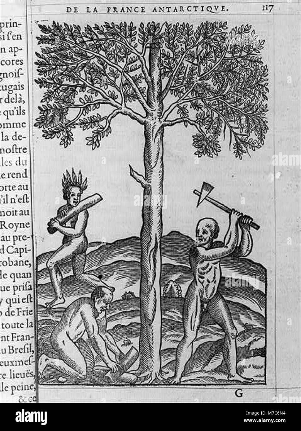 A photograph depicting indigenous people using an ax to cut down a tree ...