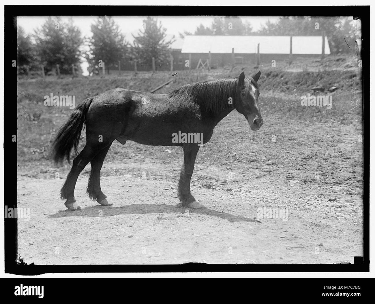 Photograph of Rodney, an army horse that served in the Cuban War, later ...