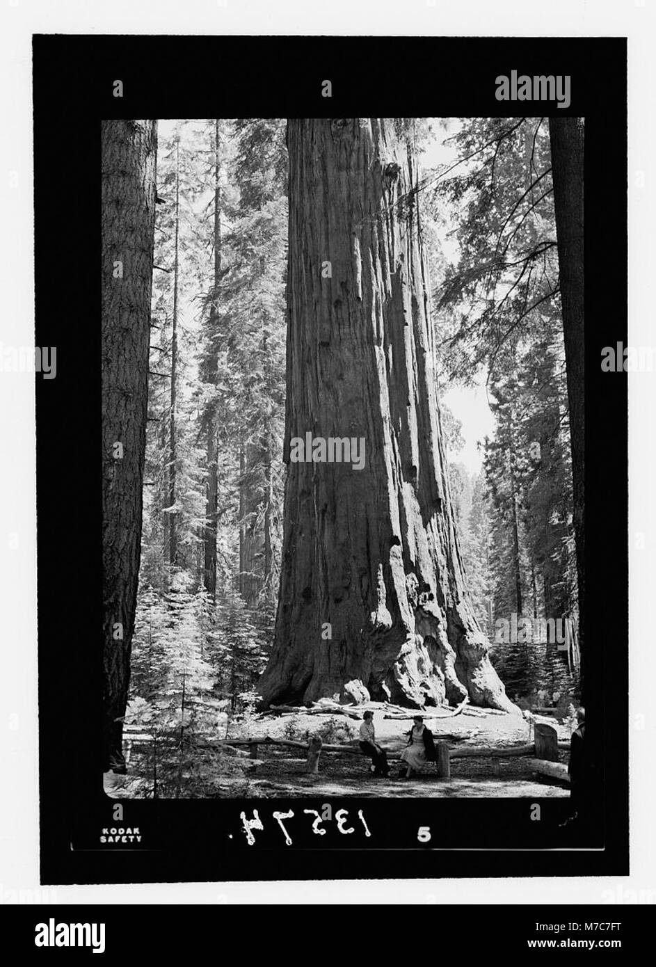 Seqouia national park hi-res stock photography and images - Alamy