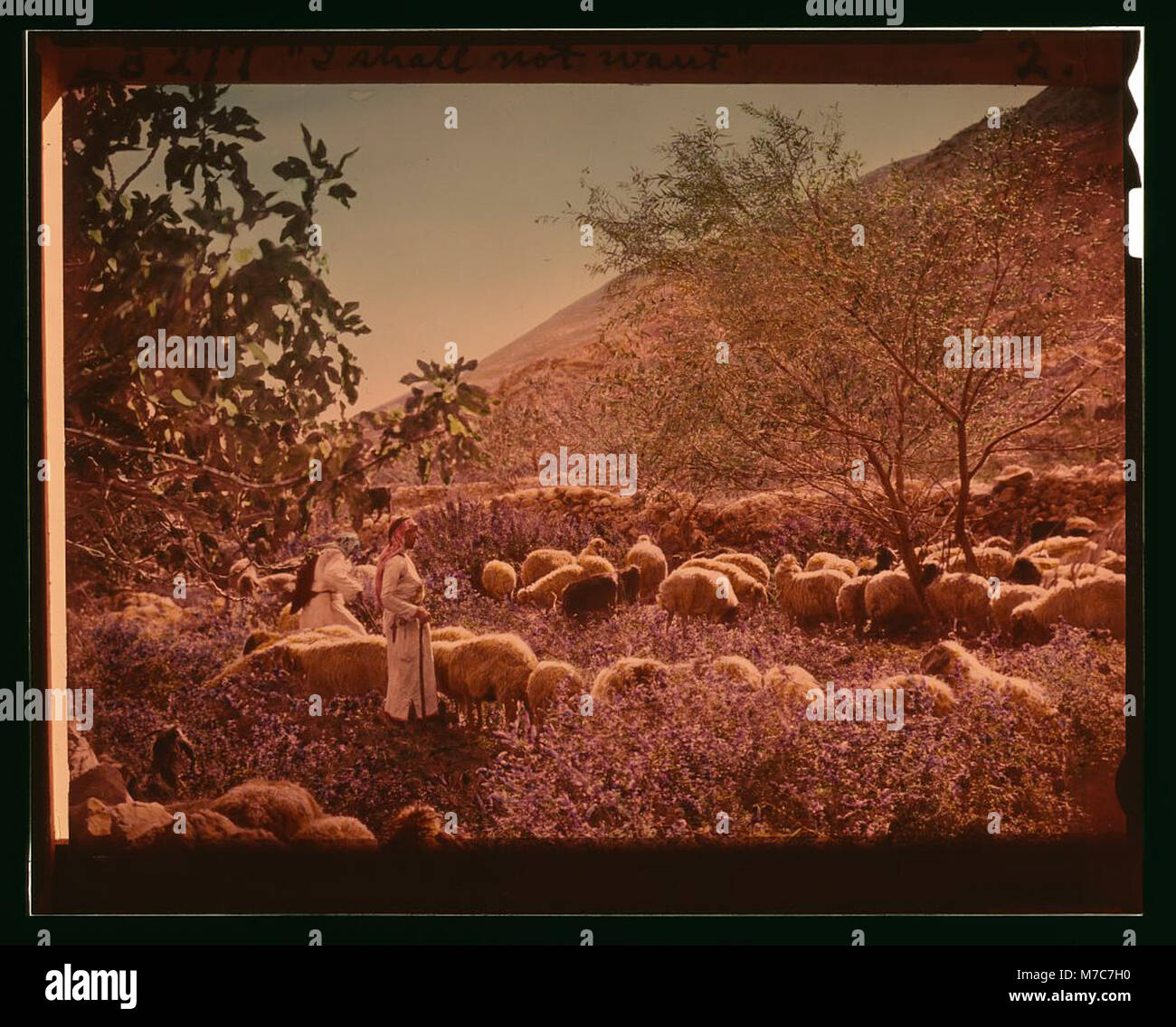 A set of thirteen slides depicting scenes of shepherd life, inspired by ...