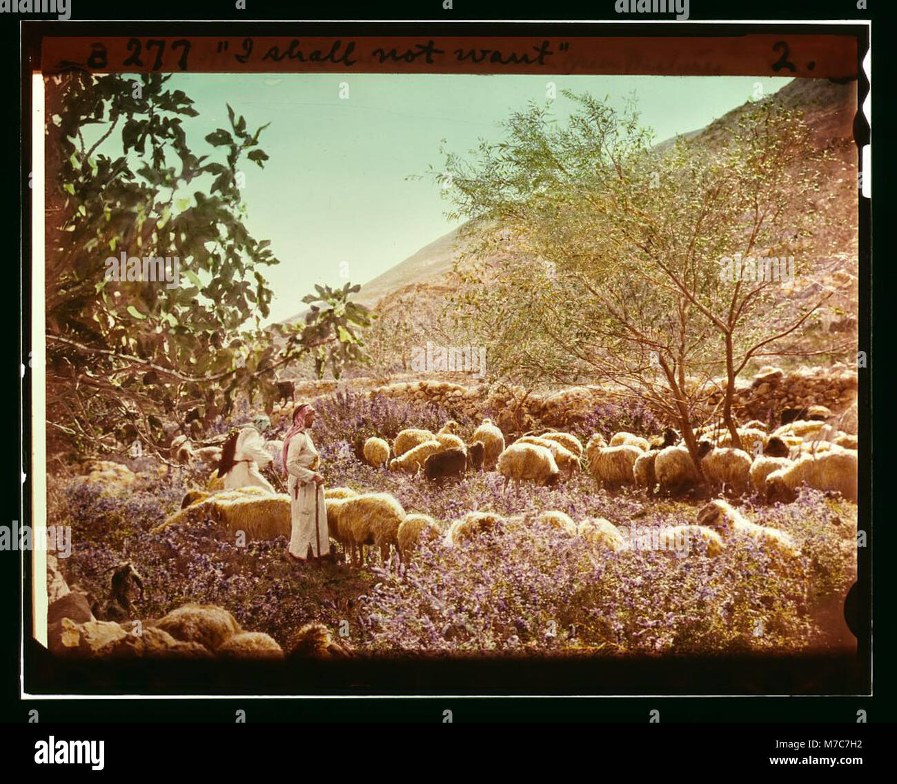 A set of thirteen slides depicting shepherd life, based on the Twenty ...