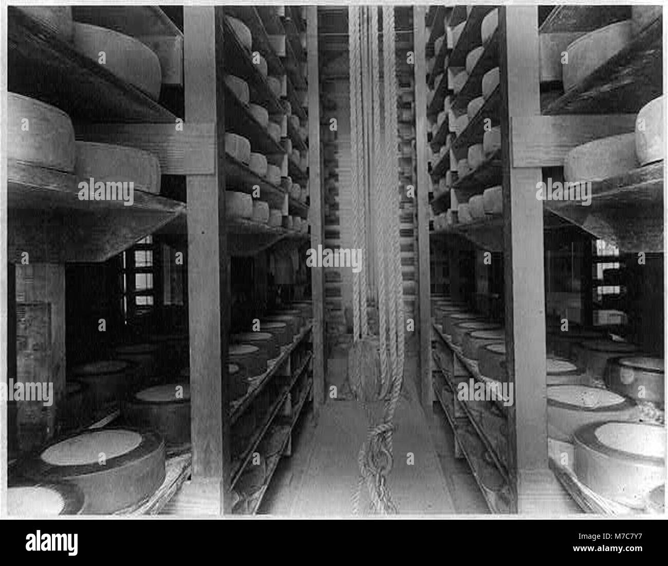 This image shows the curing room at the Kern Island Dairy in Kern ...