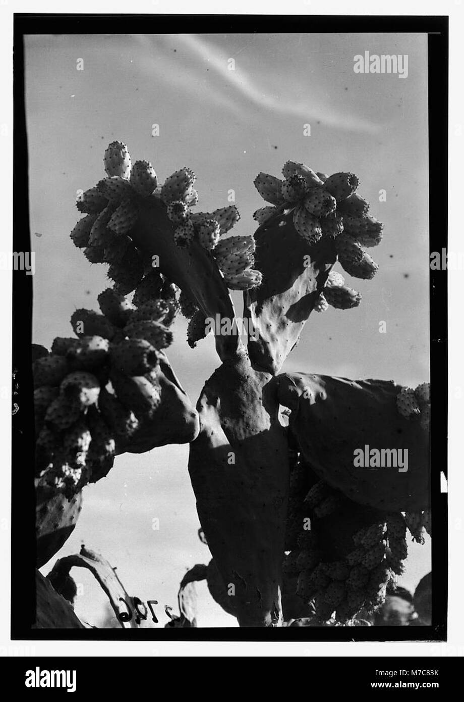The image features cactus figs, also known as Opuntia Ficus-indica ...