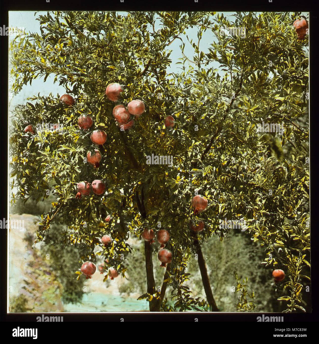 This image shows trees and shrubs, focusing on a pomegranate tree in ...