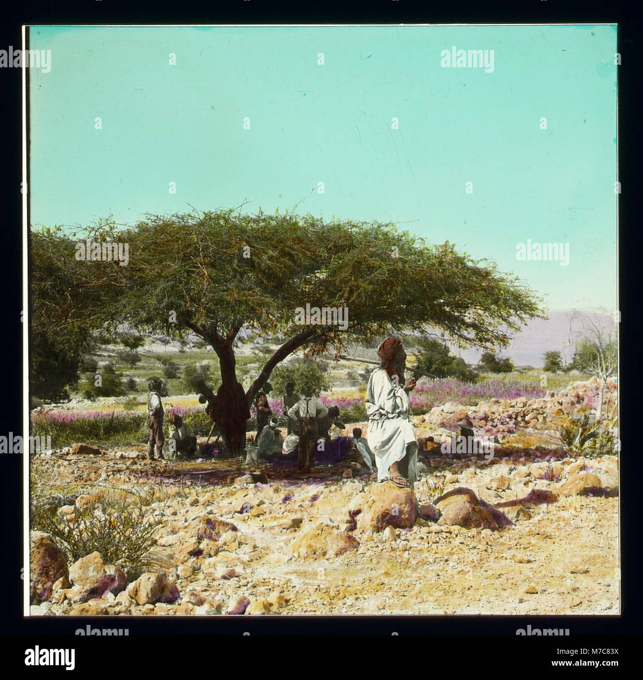 The Shittim tree, scientifically known as Acacia Seyal Del., located in ...