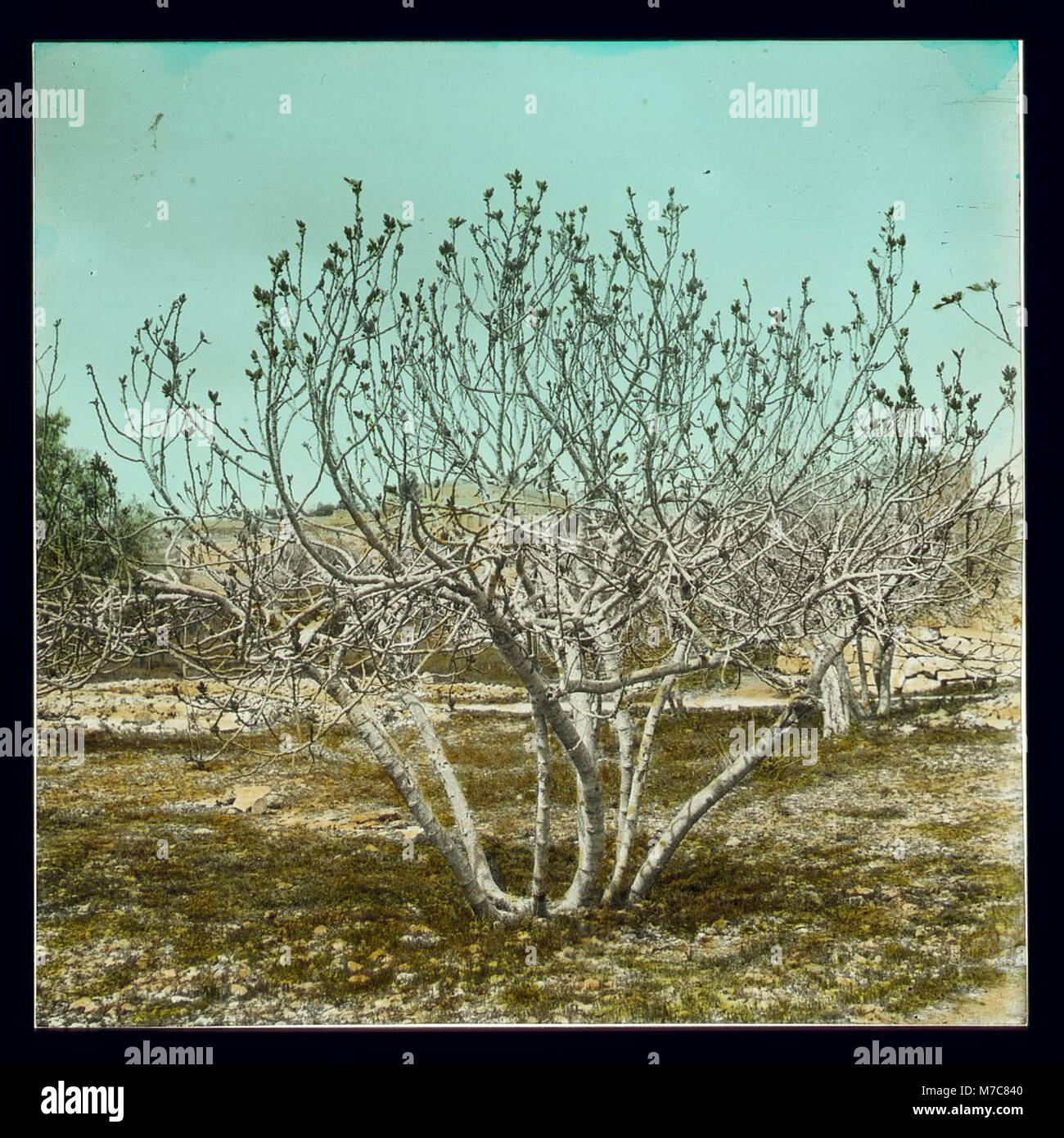 An image of a tree with its first figs, specifically a Ficus carica ...
