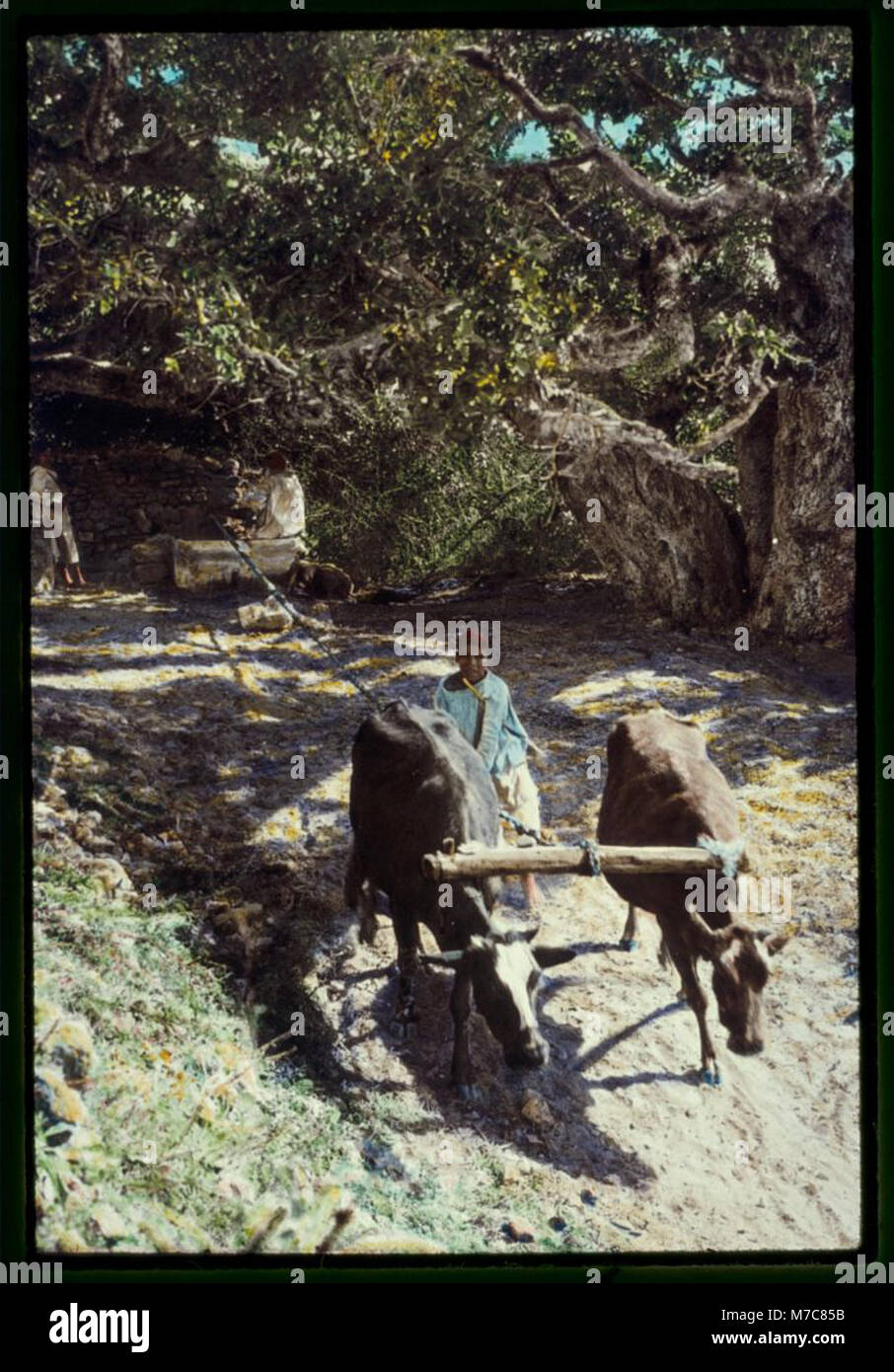 This image depicts cattle drawing water from a deep well, showcasing ...