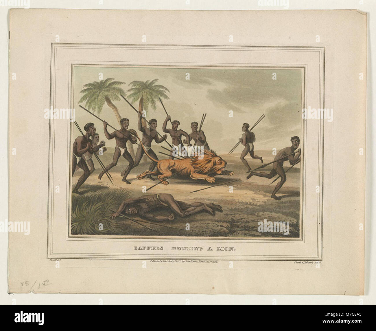 A historical engraving depicting Caffres hunting a lion, created by ...