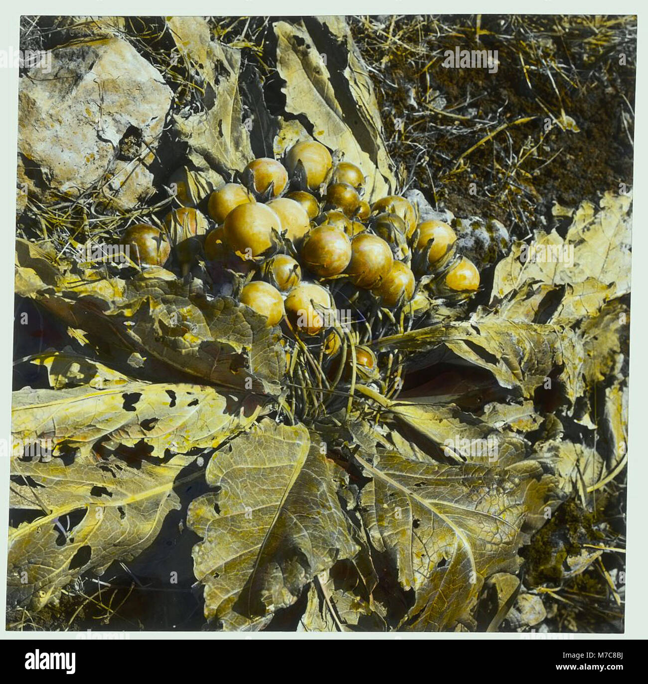 The Mandrake (Mandragora officinarum) with its fruit is a wildflower ...